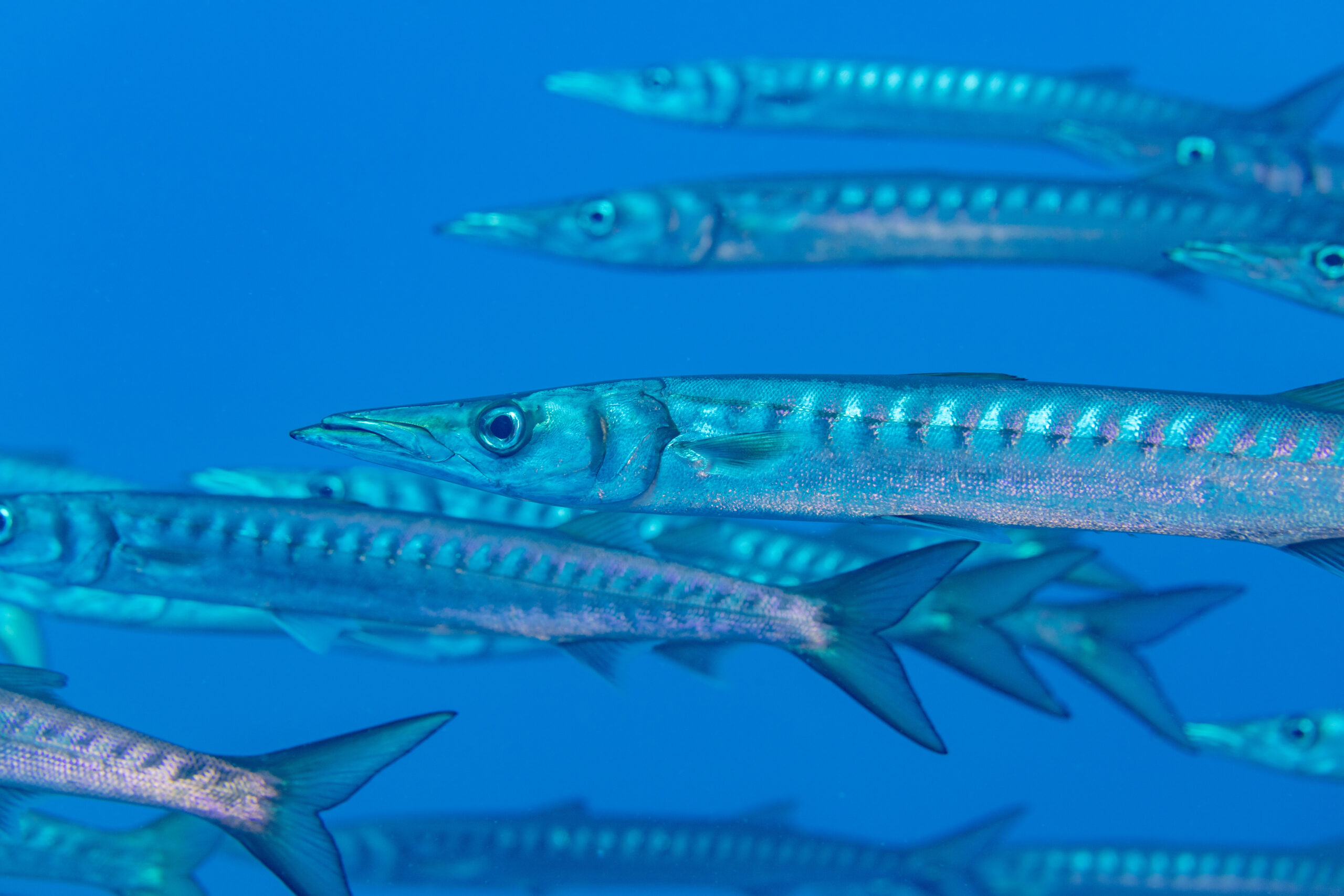 BWB - Teenager fish - Lobosonda | Whalewatching | Madeira